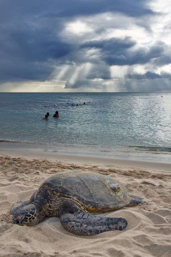 Turtle Sunset stock photo. Image of beach, waves, pacific - 33353726