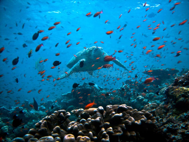 Turtle Surrounded by Fish Underwater. Stock Photo - Image of diving ...