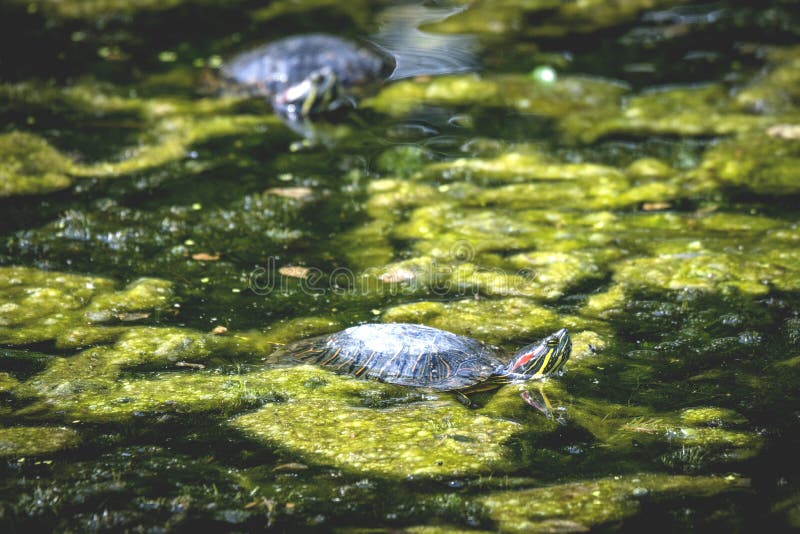Turtle in a Swamp with Green Algae Stock Photo - Image of background ...