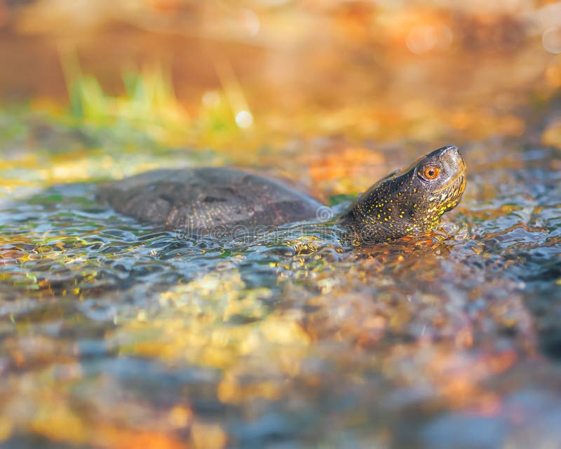 Turtle Sweaming at the Water Stock Photo - Image of herpetology, brown ...