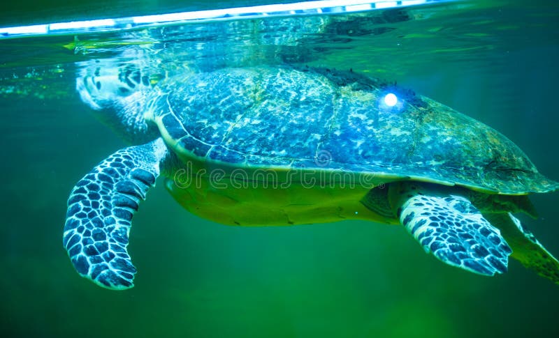 Turtle swimming stock photo. Image of environment, close - 165813012
