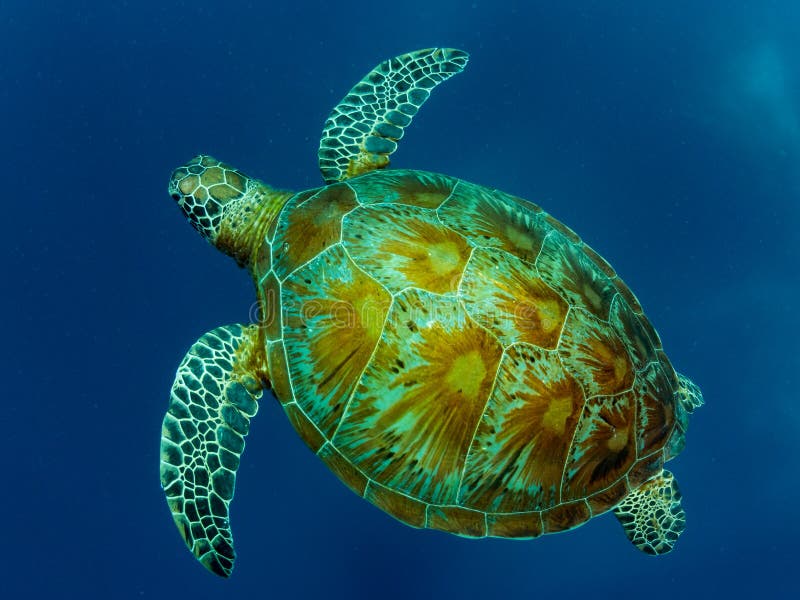 Turtle Swimming in Blue Water of Ocean. Philippines. Stock Photo ...