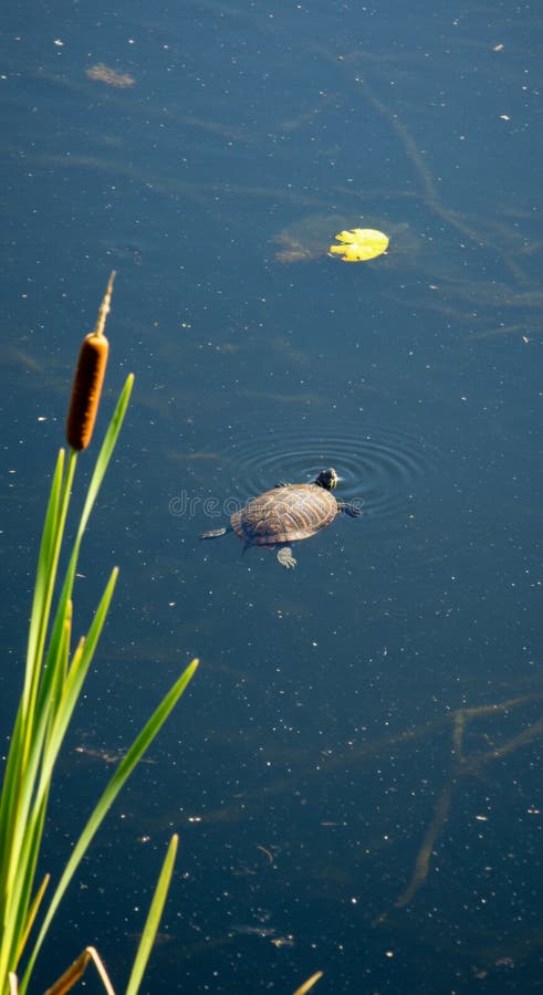 Turtle Swimming in a Dark Green Pond with Cattail Stock Illustration ...