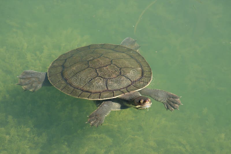 Turtle Swimming in Deep Water Stock Photo - Image of carapace, swimming ...