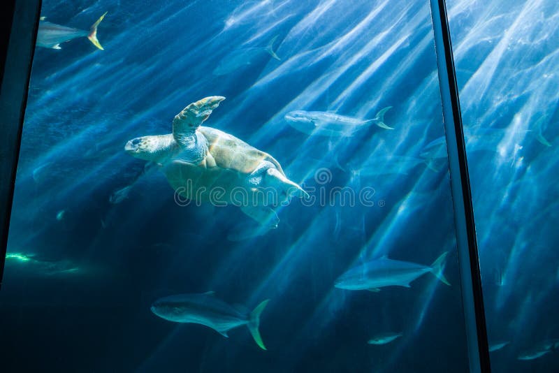 Turtle Swimming in Fish Tank Stock Image - Image of life, turtle: 51590199