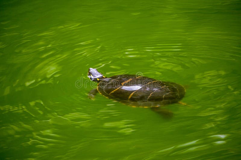 A Turtle Swimming in a Green Pond of Water Stock Photo - Image of ...