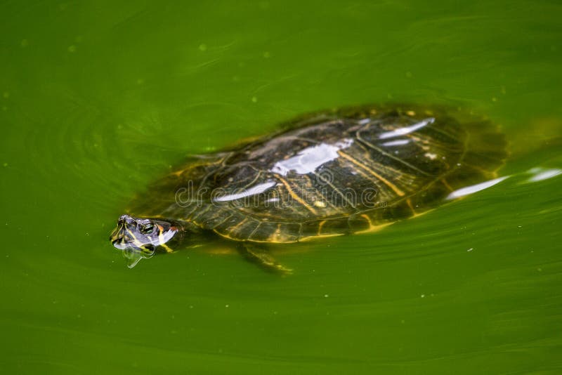 A Turtle Swimming in a Green Pond of Water Stock Photo - Image of ...