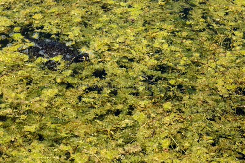 Turtle Swimming Inside a Pond Stock Photo - Image of travel, landscape ...