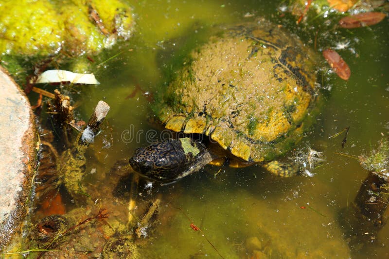 Turtle stock image. Image of roots, algae, exposure, reptiles - 53343953