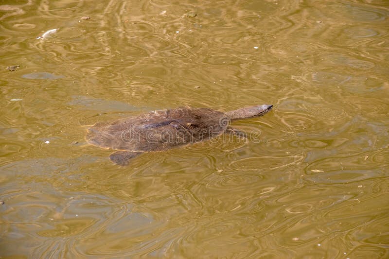 Turtle Swimming in the River Stock Photo - Image of shell, wildlife ...