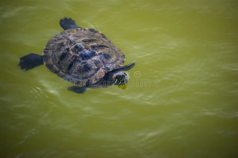 Turtle stock image. Image of long, terrapin, close, wildlife - 56194151