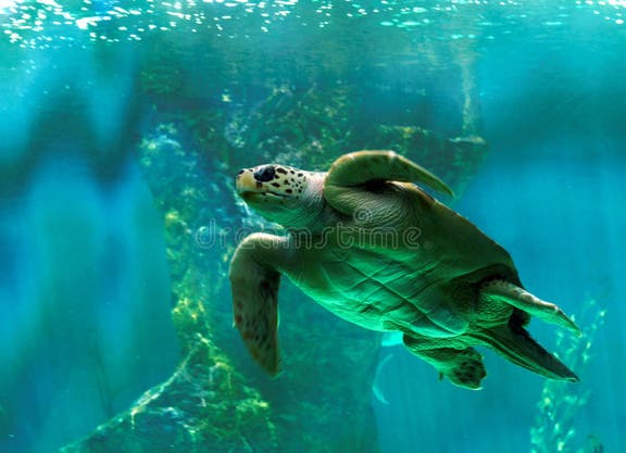 Turtle swimming underwater stock image. Image of habitat - 17792825
