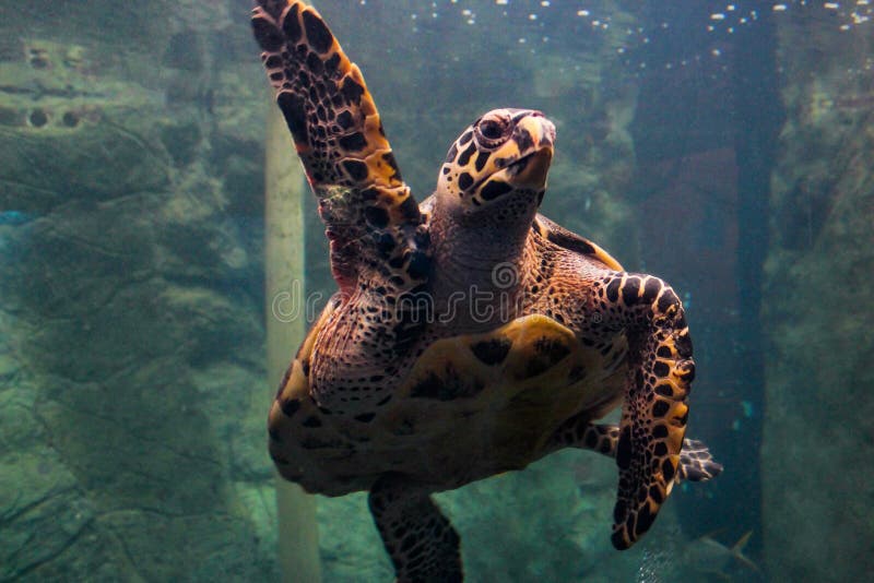 Turtle Caguama Swimming Underwater. Stock Photo - Image of danger ...