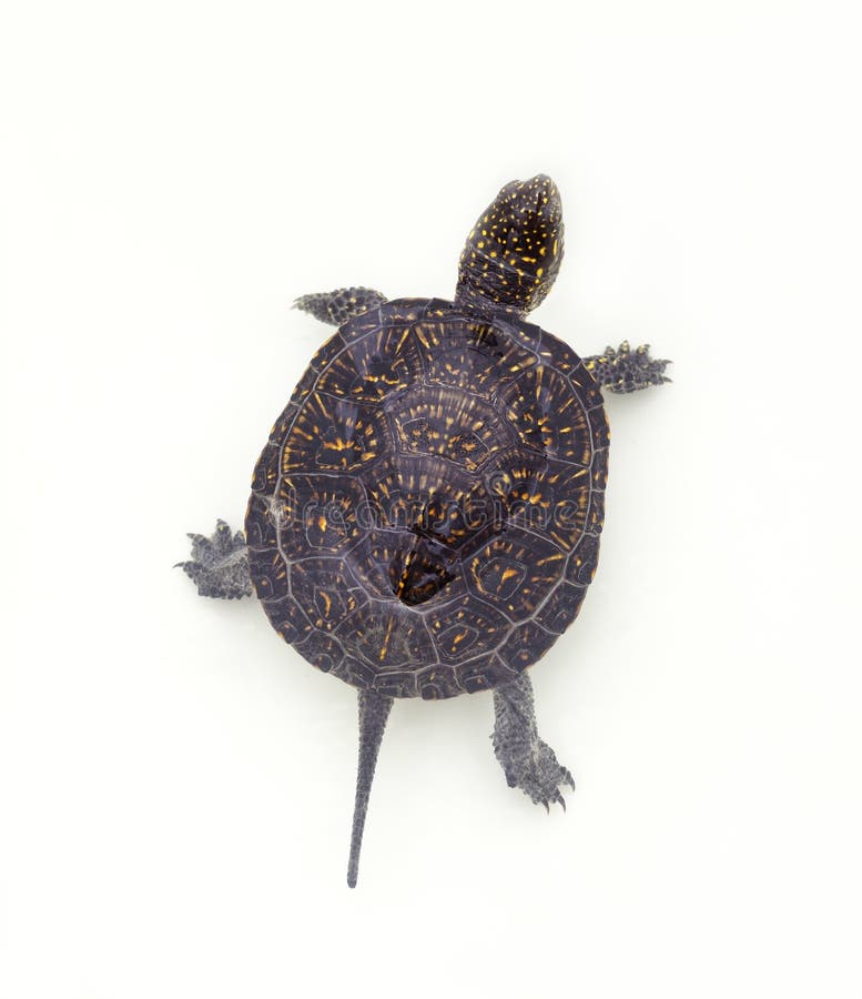 Turtle swimming in water stock photo. Image of invertebrate - 340981386