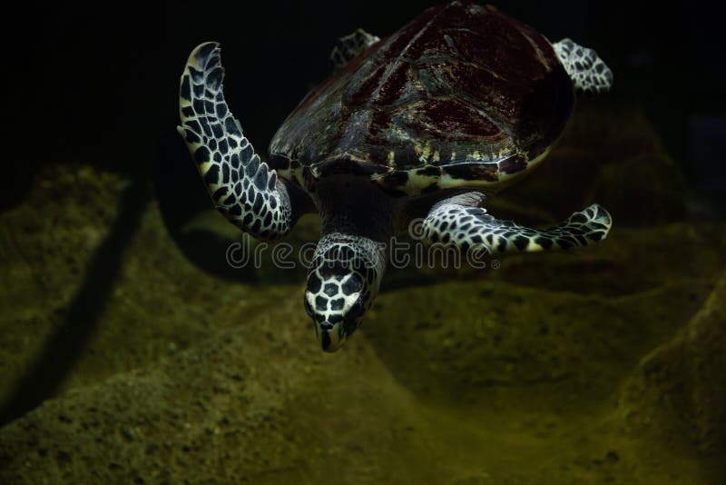 Sea Turtle Swims in Dark Water at the Bottom of the Ocean Stock Photo ...