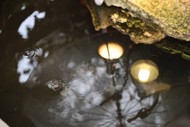 A Turtle Swims in a Peaceful Pond with Calm Water Stock Image - Image ...