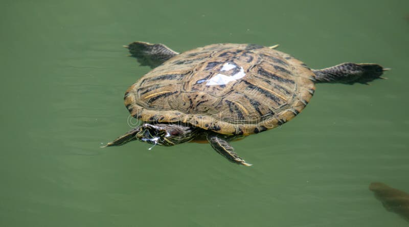 Turtle Swims in the Water of the Lake. Stock Image - Image of beautiful ...