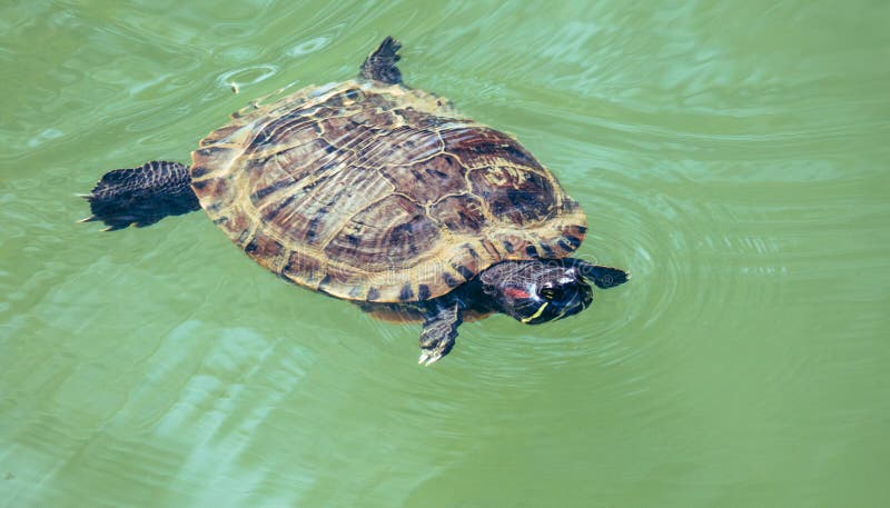 Turtle Swims in the Water of the Lake. Stock Image - Image of reptilian ...