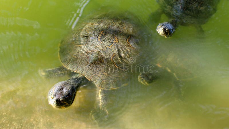 The Turtle Swims in the Water. Travel Around the World. Stock Image ...