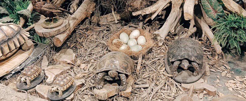 The Turtle is a Symbol of Calm Stock Photo - Image of amphibian ...