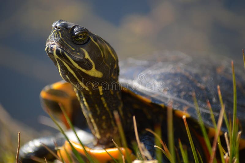 Yawning Painted Turtle stock photo. Image of herpetology - 33017274