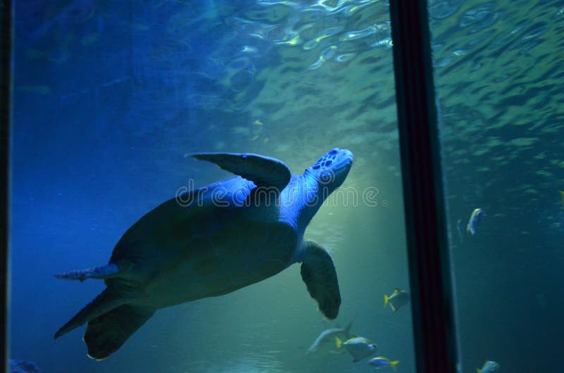 Turtle in a tank stock photo. Image of green, swimming - 70459088