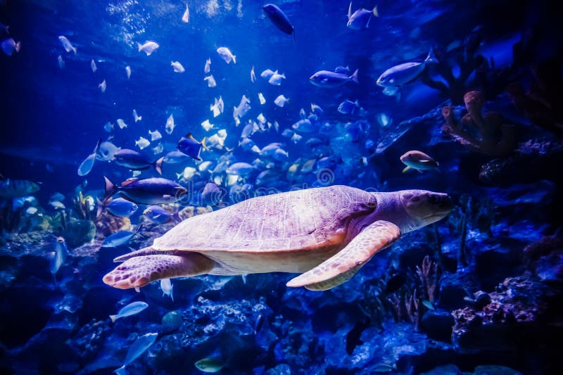 Turtle in Tank stock photo. Image of turtle, marine, ocean - 30440932