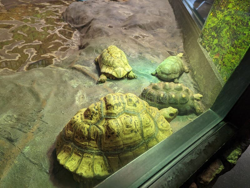 Turtle tank zoo stock image. Image of animal, lizard - 265250735
