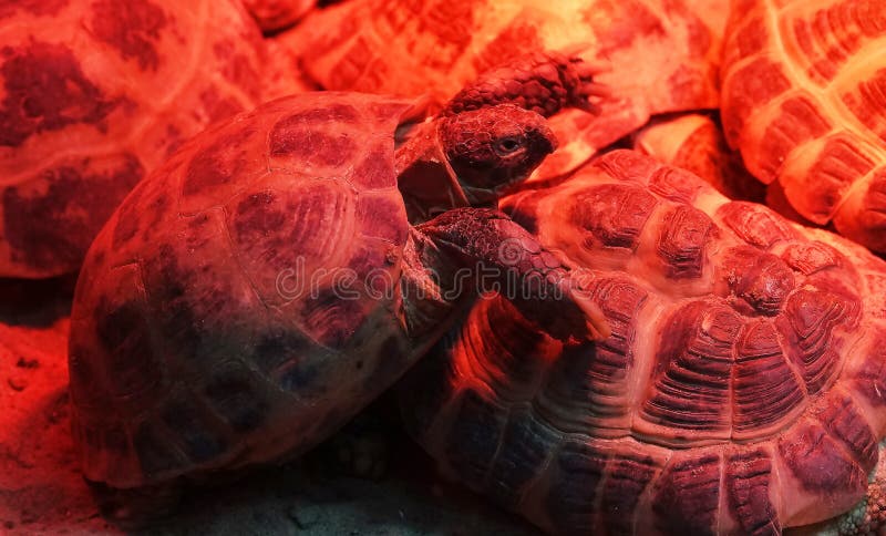 Turtle in terrarium stock photo. Image of feeds, gone - 259605978