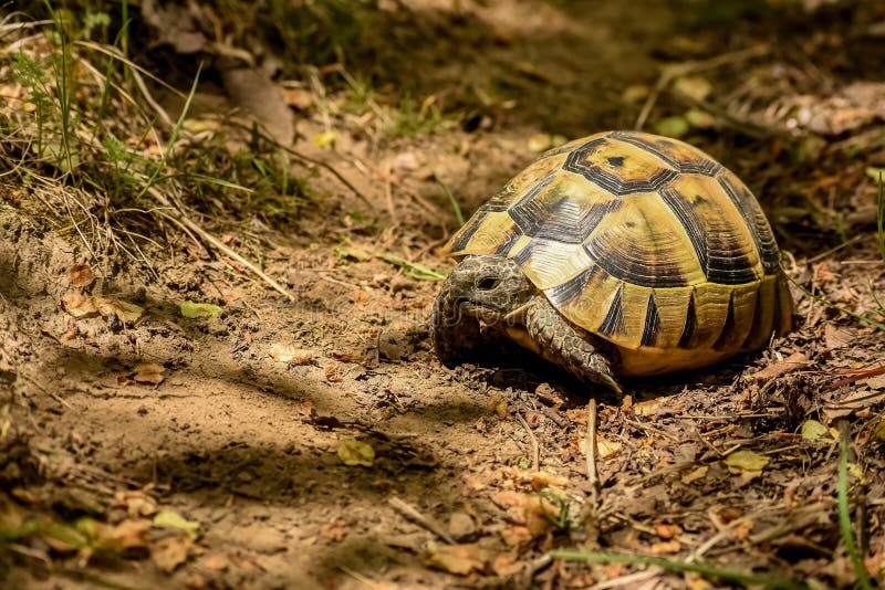 Turtle in the wild stock photo. Image of race, animal - 244918208