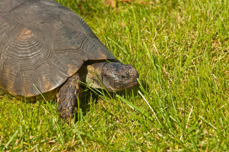 Turtle Testudo Horsfieldii stock image. Image of testudo - 48065709