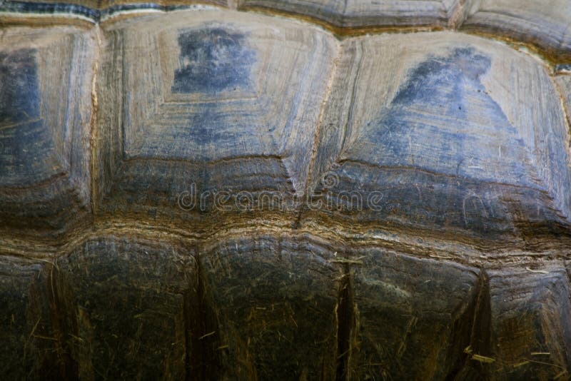 Turtle texture stock photo. Image of scale, slow, tortoise - 6422526