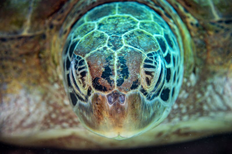 Turtle Skin stock image. Image of evolution, protected - 17671943