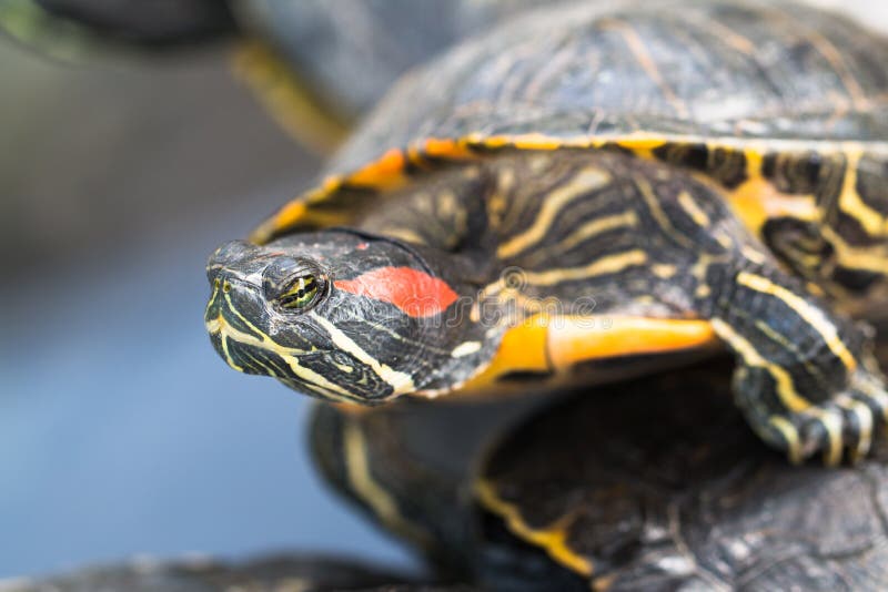 Turtle three stock photo. Image of water, nature, turtle - 56206224