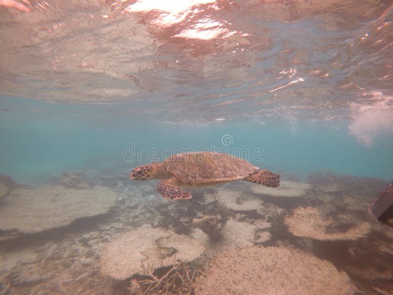 Turtle time stock image. Image of turtle, scenerio, time - 125103149