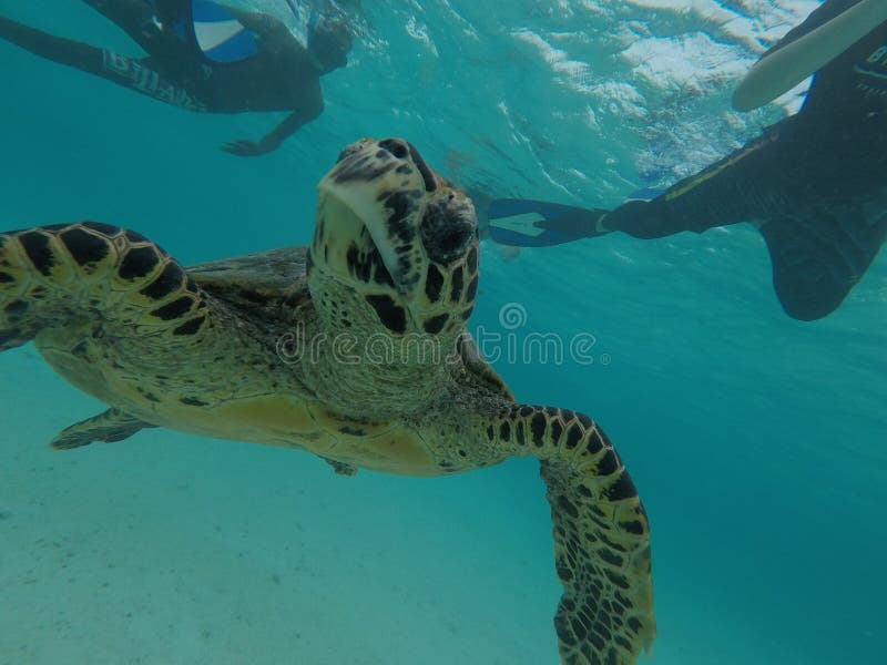 Turtle time stock image. Image of time, turtle, scenerio - 125104339