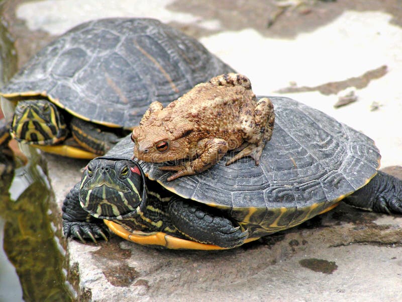 Turtle and Toad stock image. Image of friends, patience - 902593