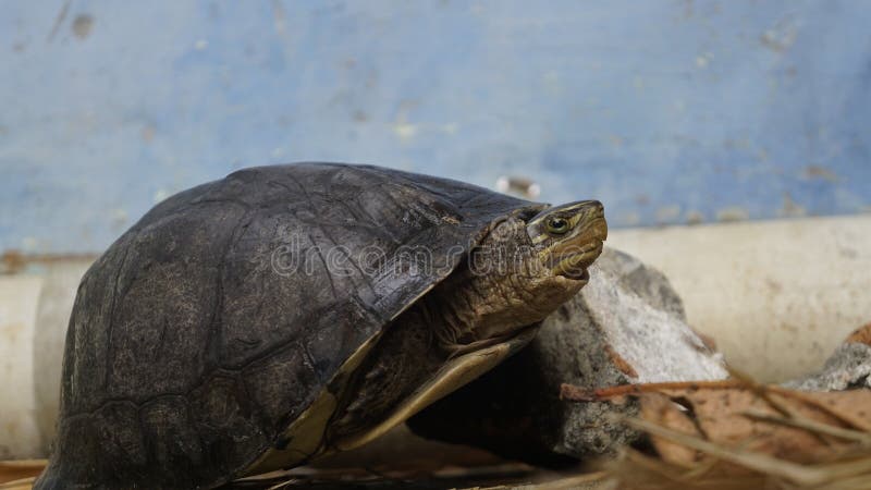 A Turtle Took Its Head Out of the Shell Stock Photo - Image of ...