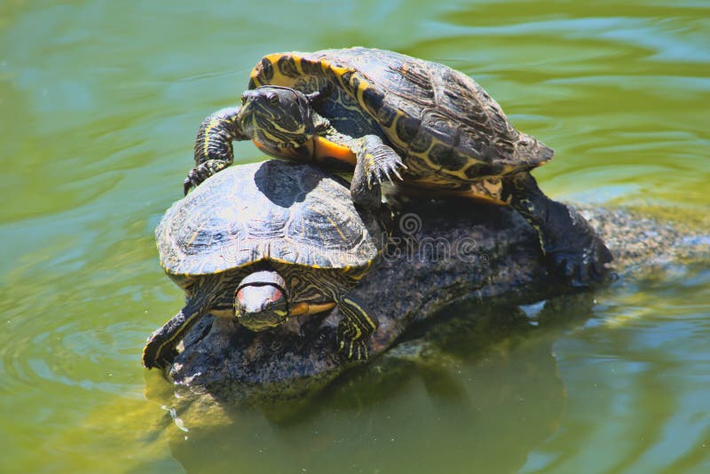 Turtle on top of turtle stock image. Image of bathing - 219973269