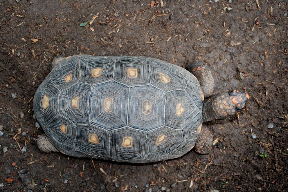 Turtle top view stock image. Image of tortoise, geochelone - 23372705