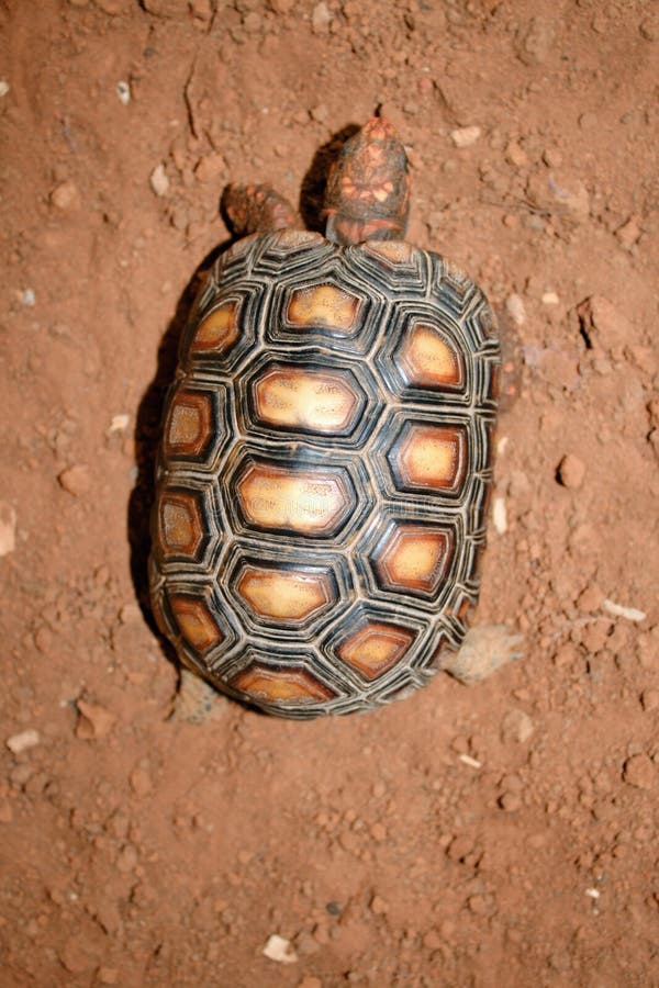 Turtle top view stock photo. Image of tortoise, animal - 23540556