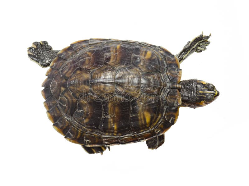 Turtle top view stock photo. Image of wise, funny, background - 25820028