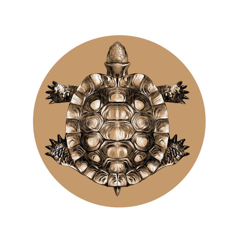 Turtle Top View Stock Illustrations – 674 Turtle Top View Stock ...