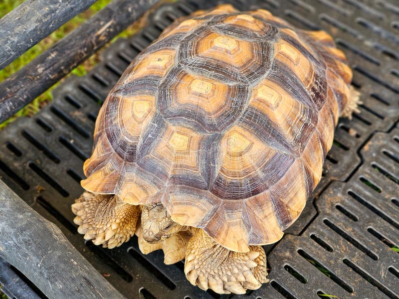 Turtle Top View Hiding in Shell. Tortoise Shell of African Spurred ...