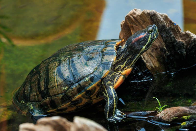 Turtle, tortoise, animal. stock image. Image of protected - 76314115