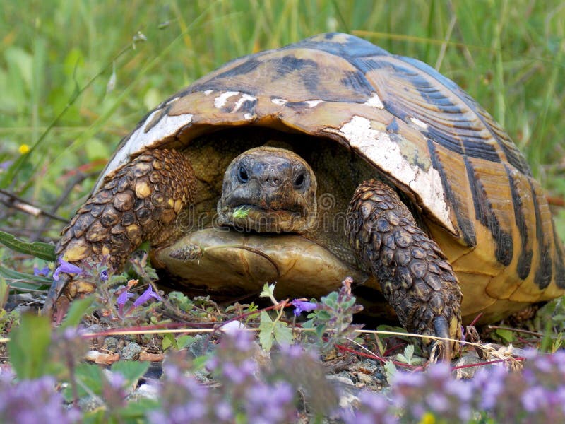 Turtle editorial stock image. Image of color, nature - 69647614