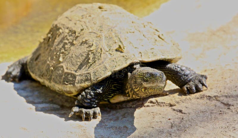 Turtle tortoise stock photo. Image of hard, tortoise - 70761438