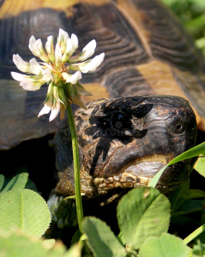 Turtle stock image. Image of macro, flower, plant, shade - 69736721