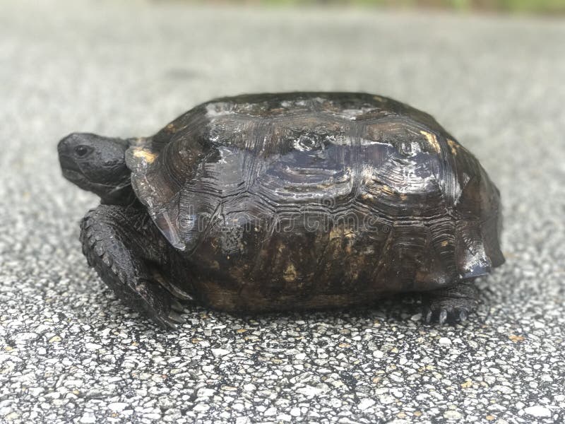 Determined turtle stock photo. Image of turtle, perserverance - 118206458