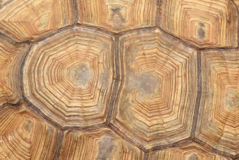 Turtle shell stock image. Image of texture, testudo, shell - 13483673